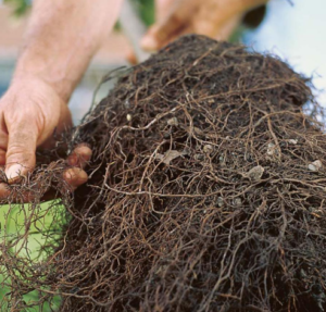 Gardner's guide to reuse potting soil - Don't throw your soil away