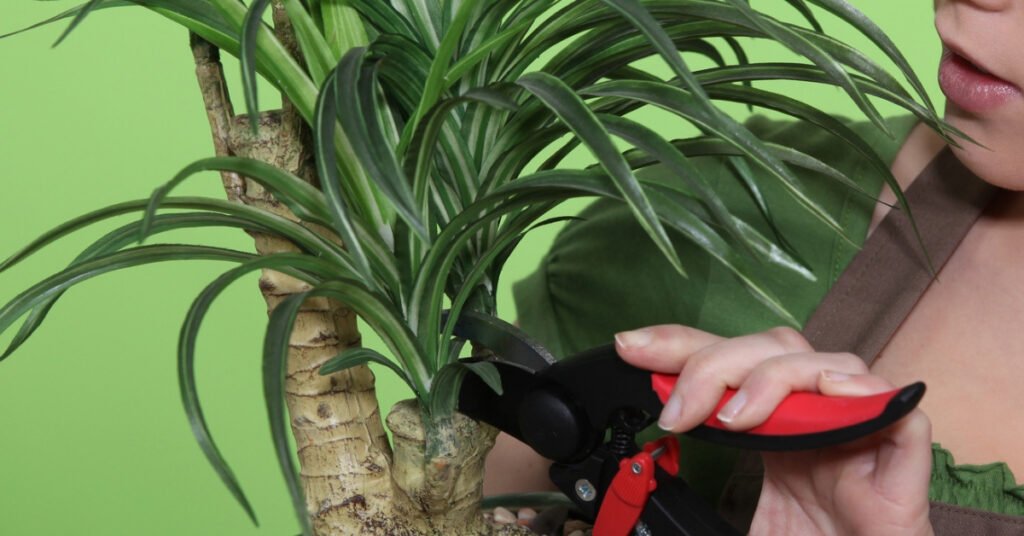 How to Grow Plants Indoors for a Higher Yield | Indoor grow guide